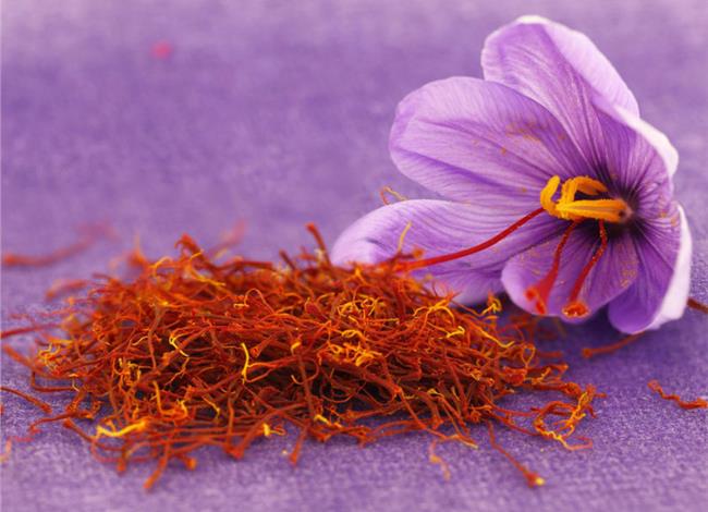 Shafrani i treguar ne detaje - Blogu i njoftimeve